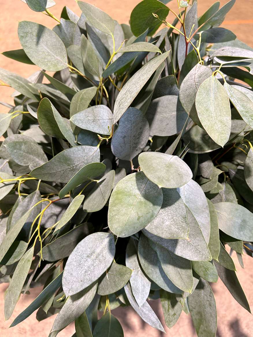 Folliage Stems / Bunches